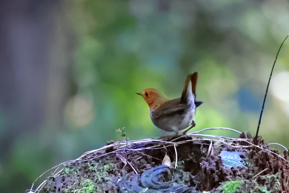 コマドリ(1) : 自然と野鳥