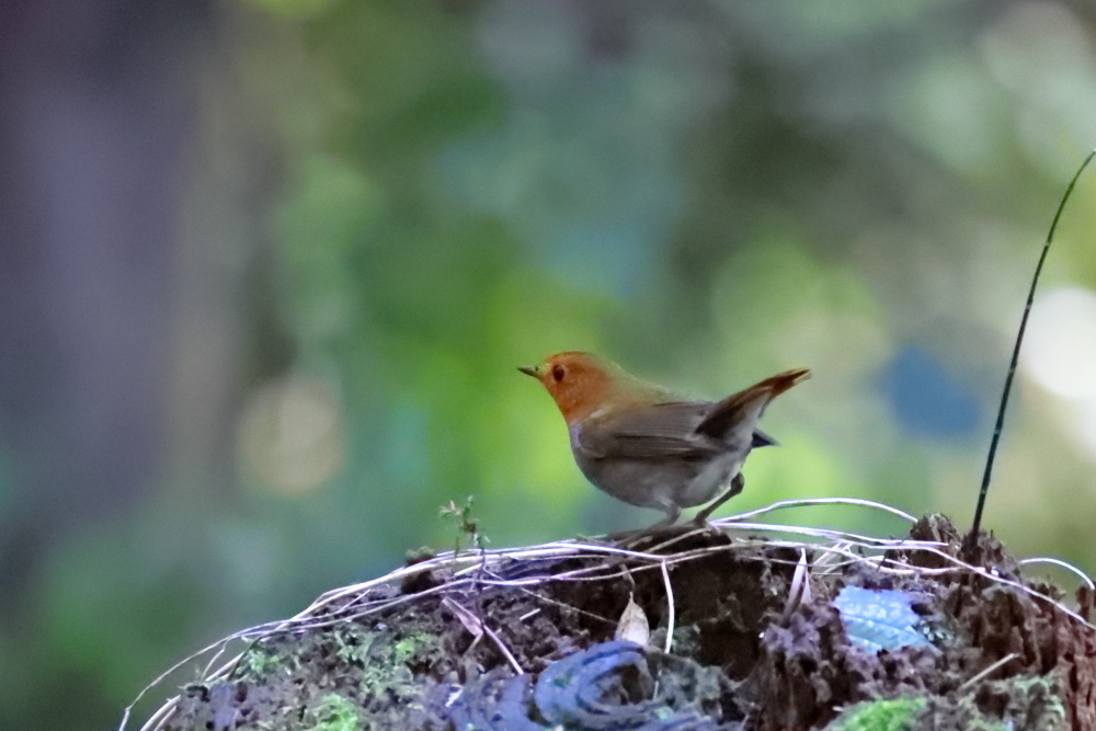 コマドリ(1) : 自然と野鳥