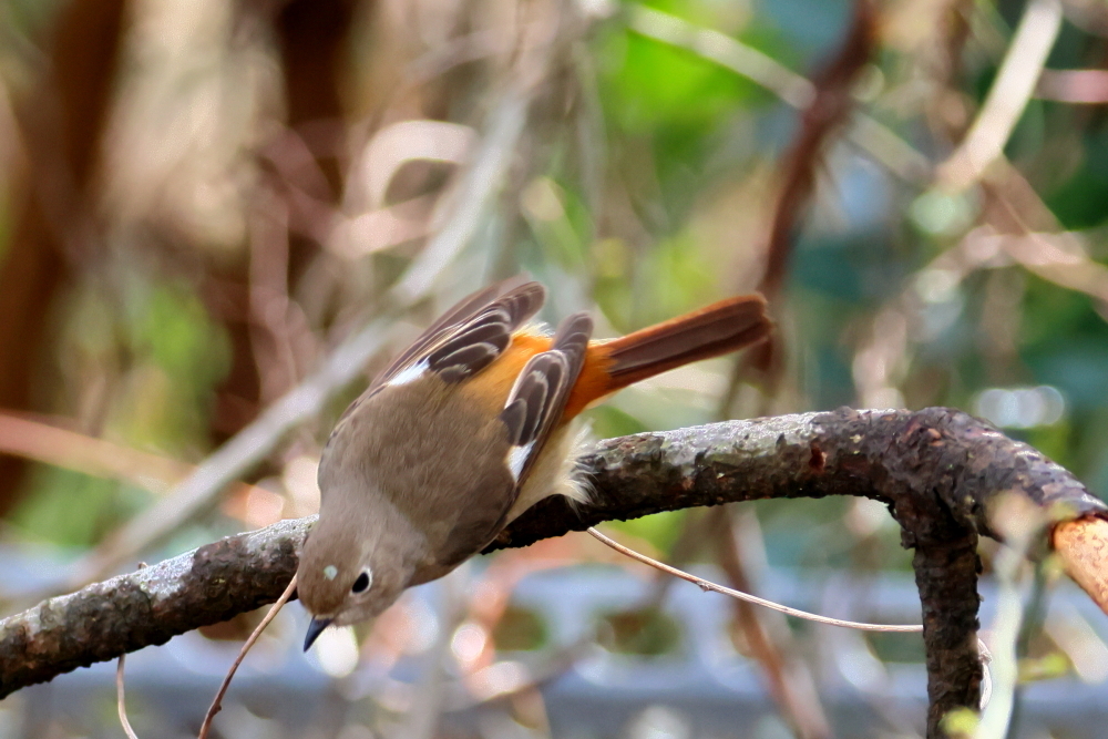 ジョウビタキ: 自然と野鳥