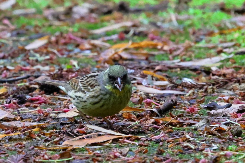 アオジ: 自然と野鳥