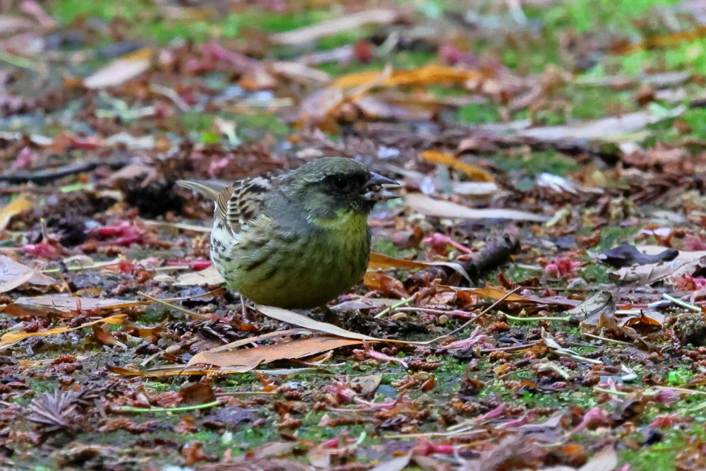 アオジ: 自然と野鳥